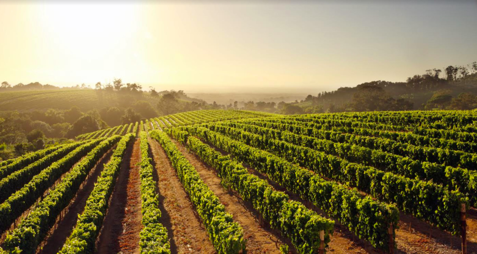Wine Impala Brings the South African Winelands to Hong Kong - Foodie