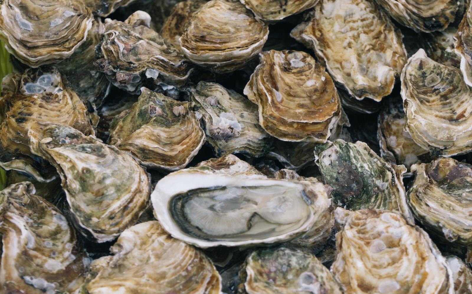 Oyster SOS: Millions of Oysters Coming to Hong Kong - Foodie